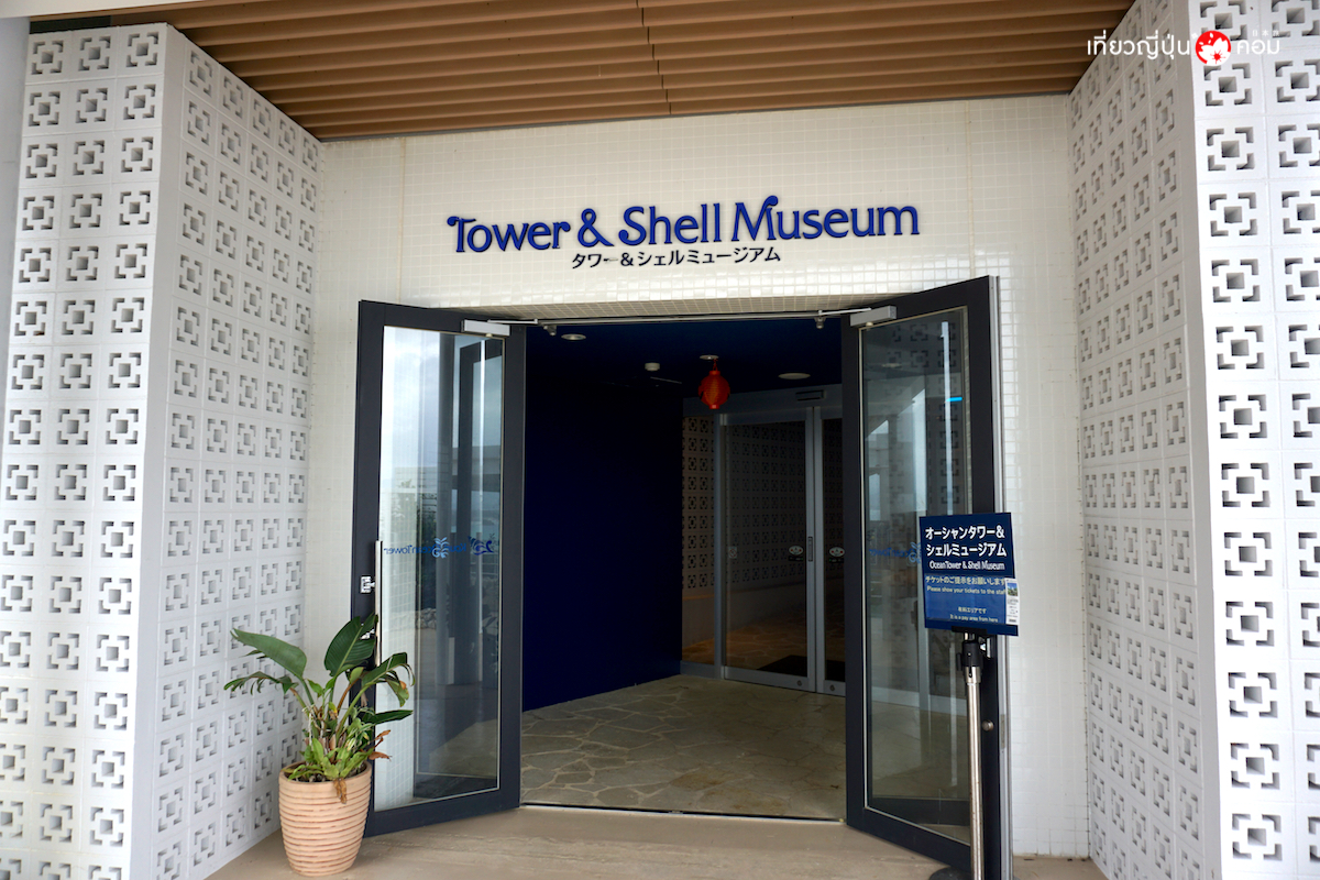 เที่ยวญี่ปุ่น ดอทคอม | shell museum | เที่ยวญี่ปุ่น ดอทคอม