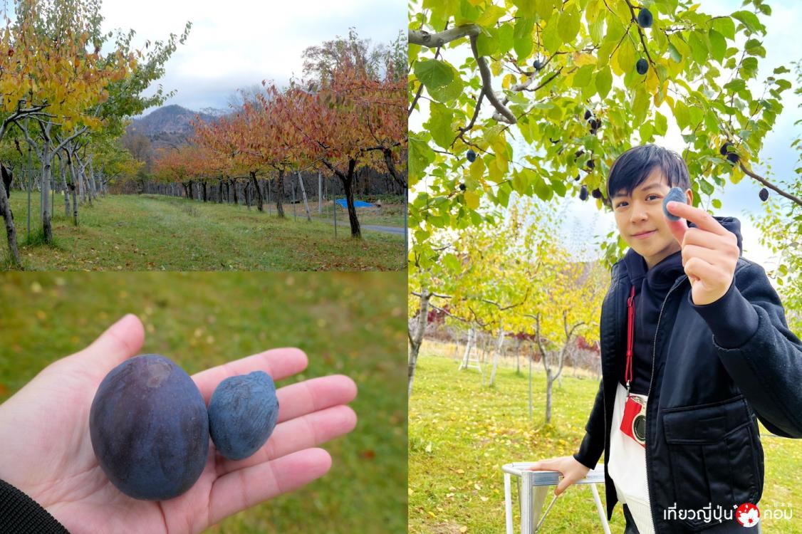 เที่ยวญี่ปุ่น ดอทคอม | Hokkaido: ใบไม้เปลี่ยนสีที่ฮอกไกโด ตอน 4 ...