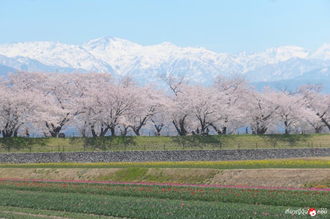 เที่ยวญี่ปุ่น ดอทคอม | Toyama: Asahi Funagawa “Spring Quartet” ชมซากุระ ...