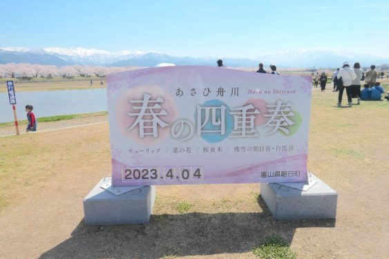 Toyama: Asahi Funagawa “Spring Quartet” ชมซากุระและทิวลิปที่มีฉากเป็นเจแปนแอลป์ | เที่ยวญี่ปุ่น ...