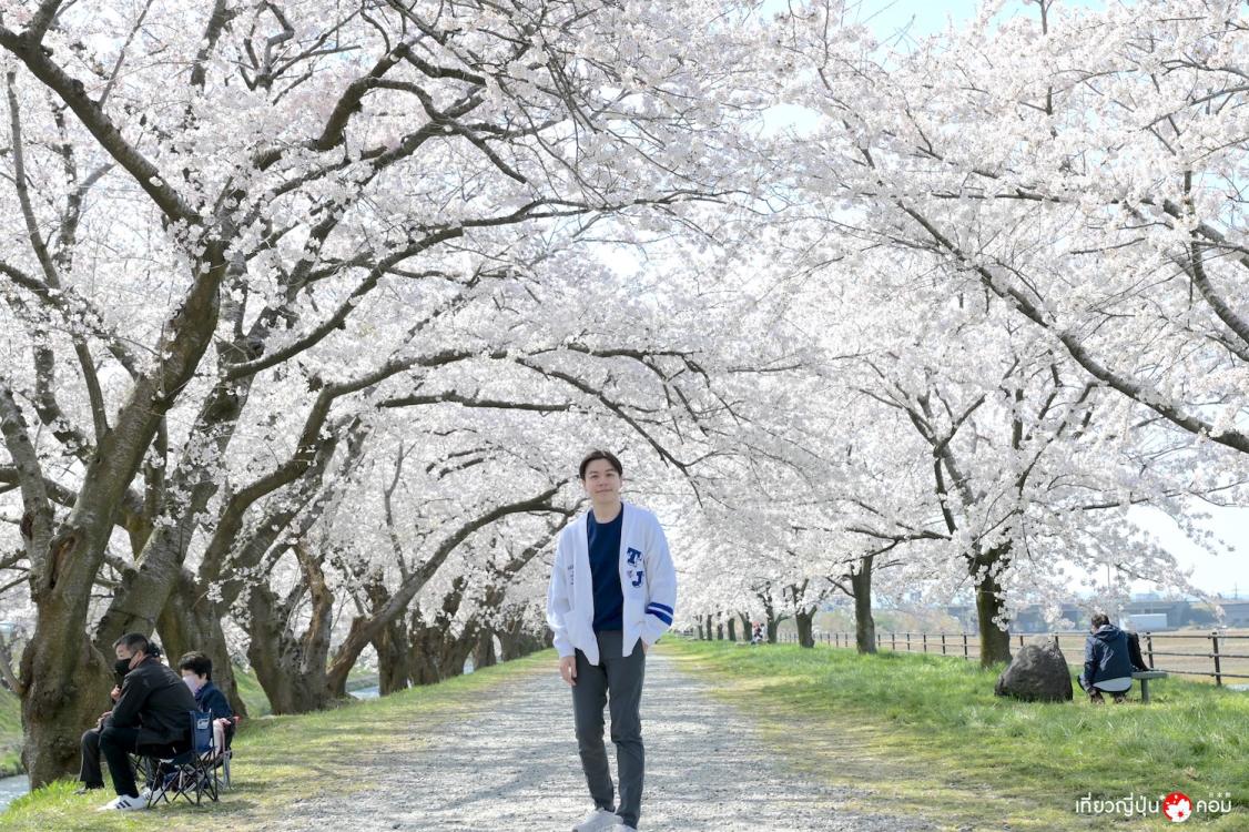 เที่ยวญี่ปุ่น ดอทคอม | Toyama: Asahi Funagawa “Spring Quartet” ชมซากุระ ...