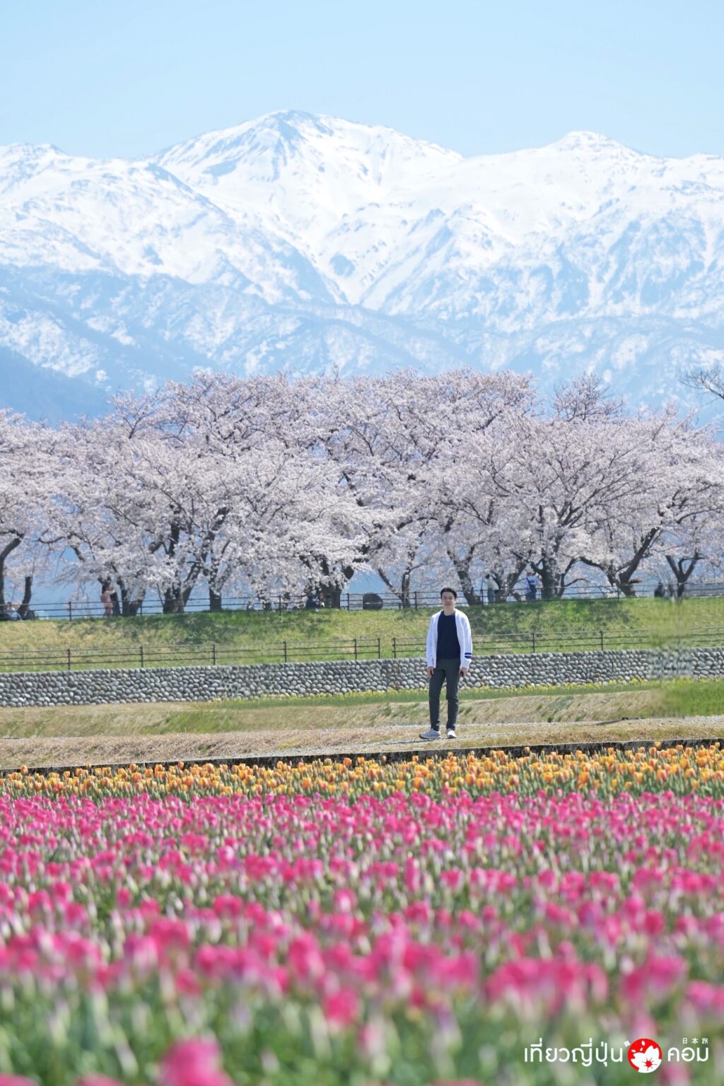 Toyama: Asahi Funagawa “Spring Quartet” ชมซากุระและทิวลิปที่มีฉากเป็นเจแปนแอลป์ | เที่ยวญี่ปุ่น ...