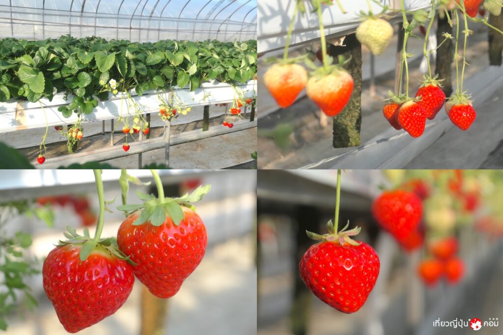 เที่ยวญี่ปุ่น ดอทคอม | ichigo-house-01-min | เที่ยวญี่ปุ่น ดอทคอม