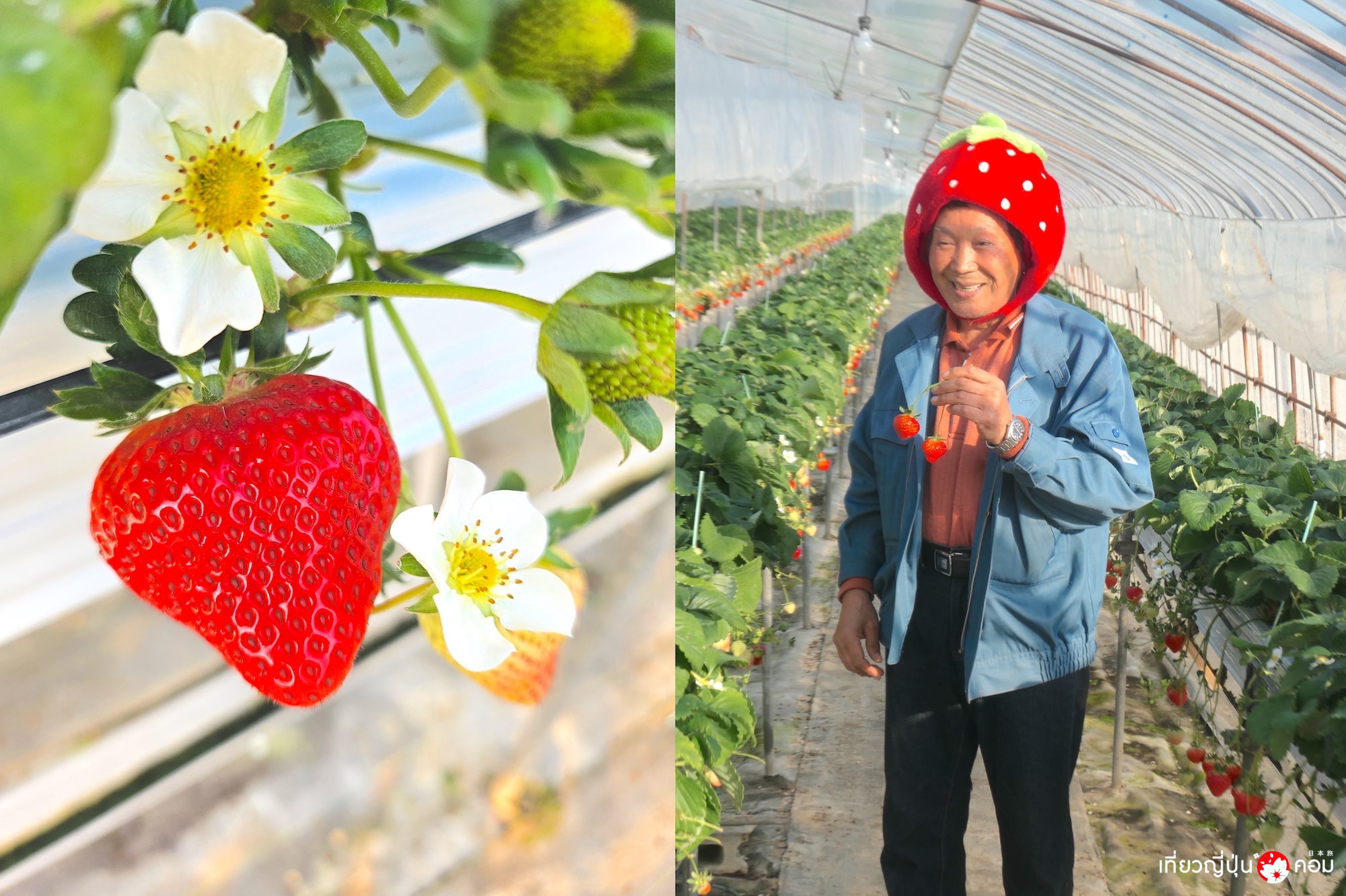 เที่ยวญี่ปุ่น ดอทคอม | ichigo-house-02-min | เที่ยวญี่ปุ่น ดอทคอม